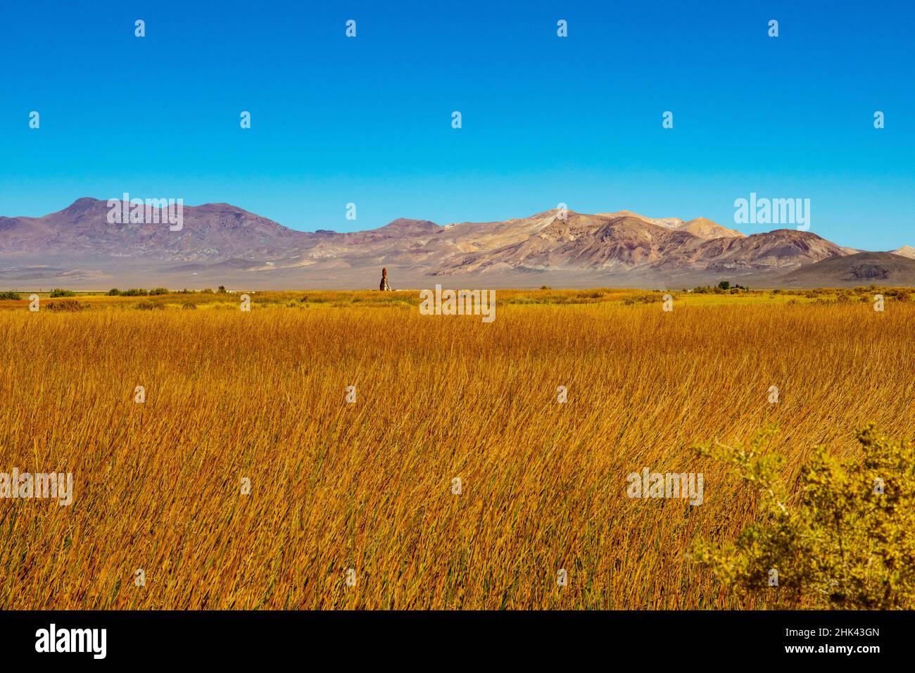 USA, Nevada, Black Rock Desert, wetland grasses at Fly Ranch framed by ...