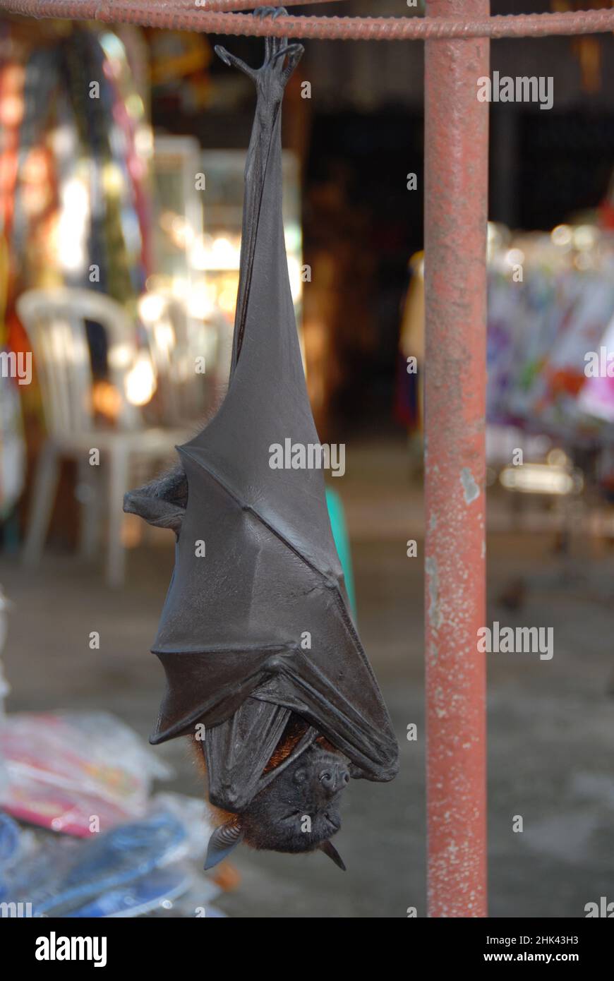 Fruit Bat, Pteropodidae Family, hanging on pole outside shop to attract ...