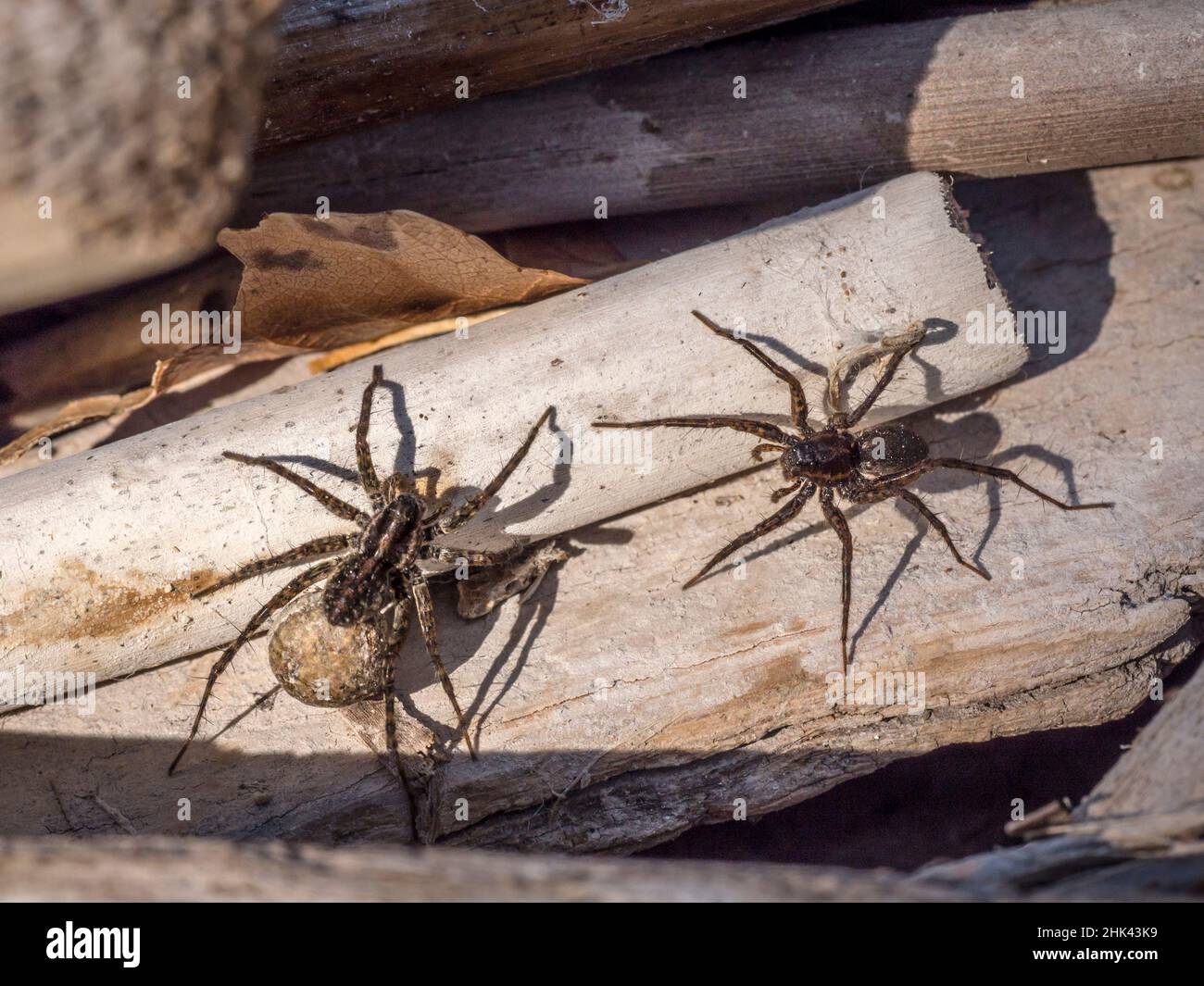 Female Wolf Spider