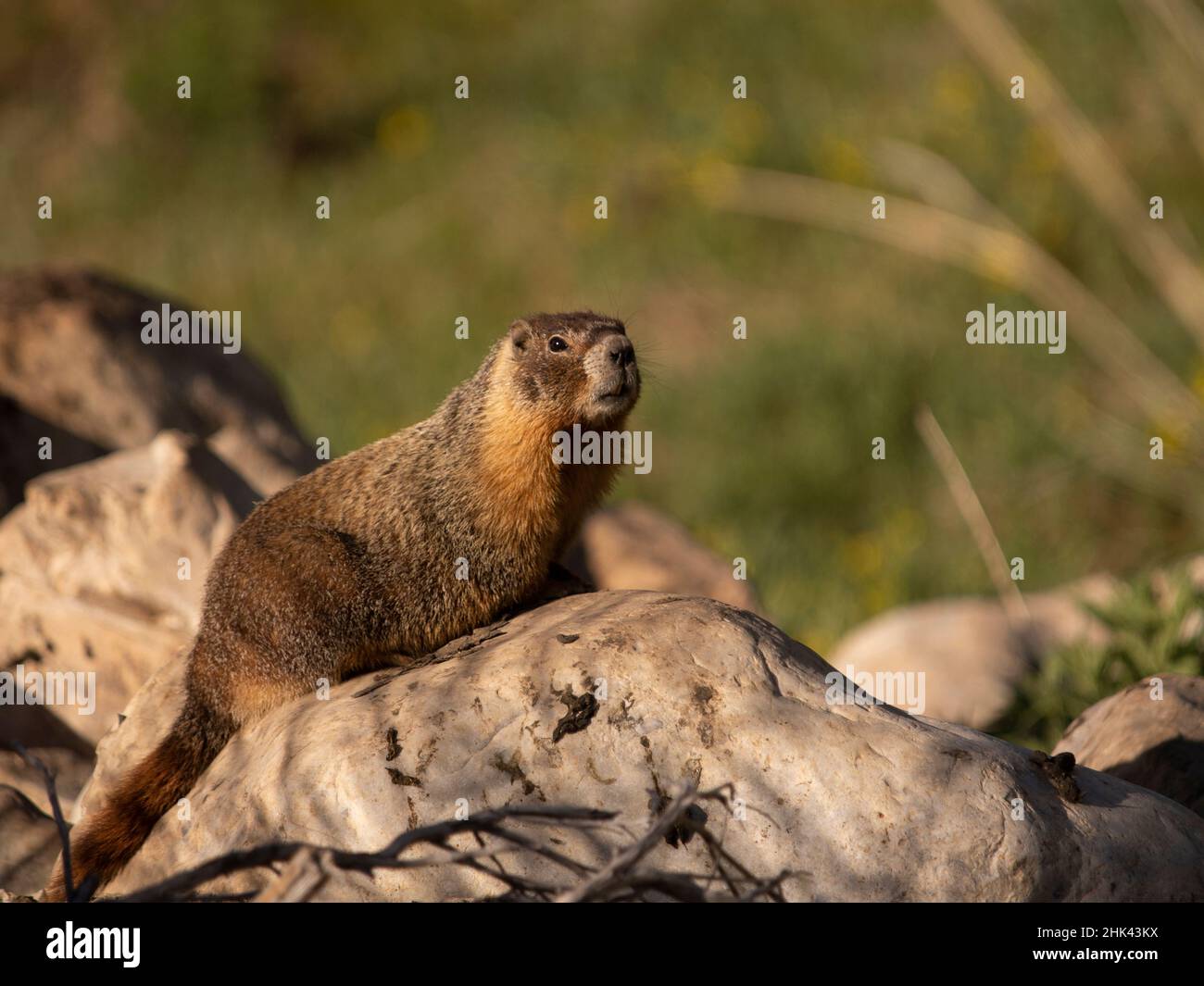 Marmot basin hi-res stock photography and images - Alamy