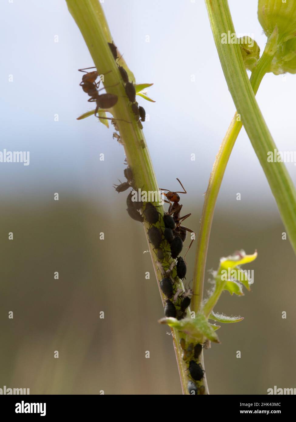 Ants tending aphids, insect 'farmers' with their 'cows', Great Basin ...