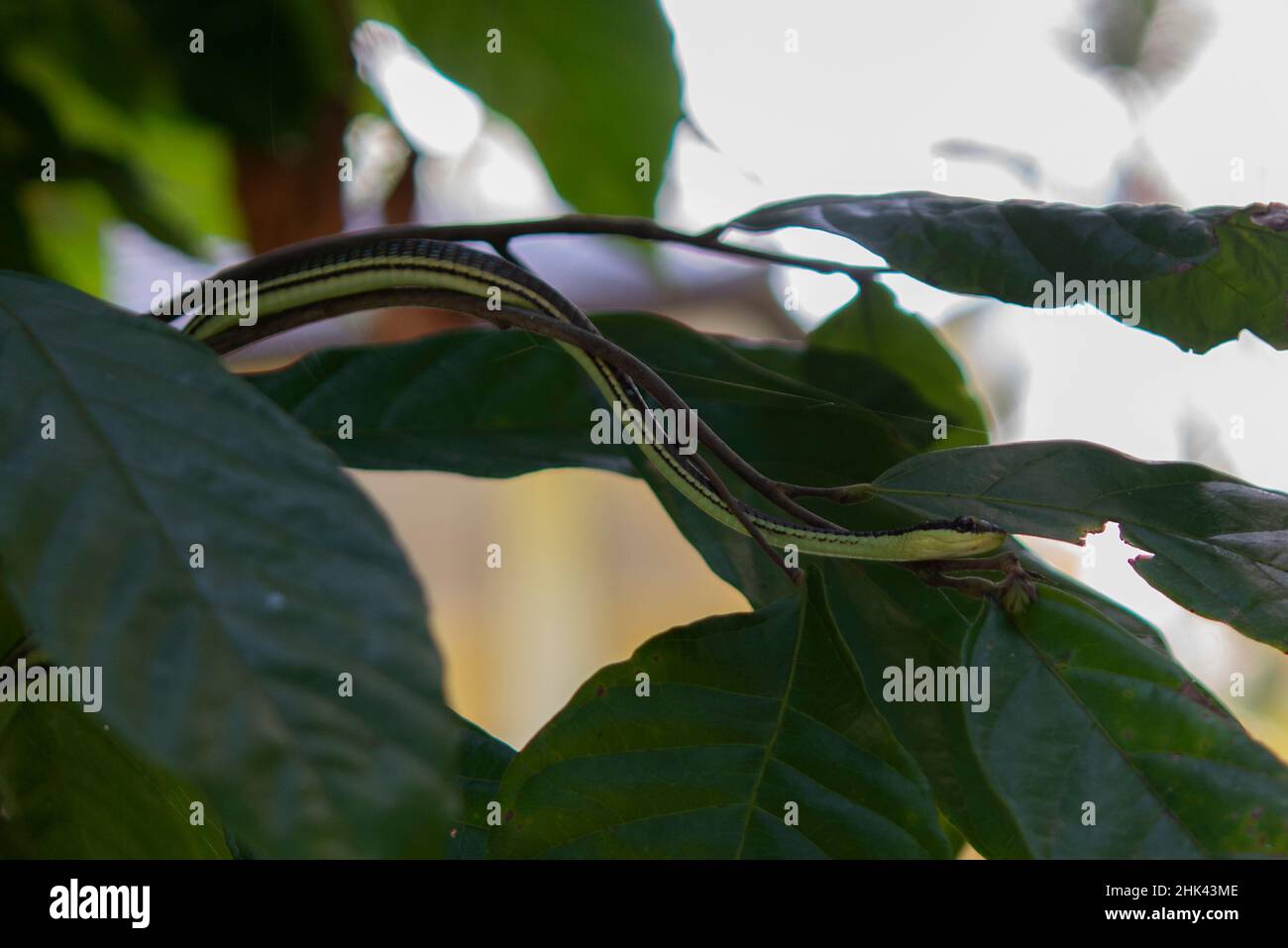 Arboreal Painted Bronzeback Snake, Dendrelaphis pictus, in tree ...