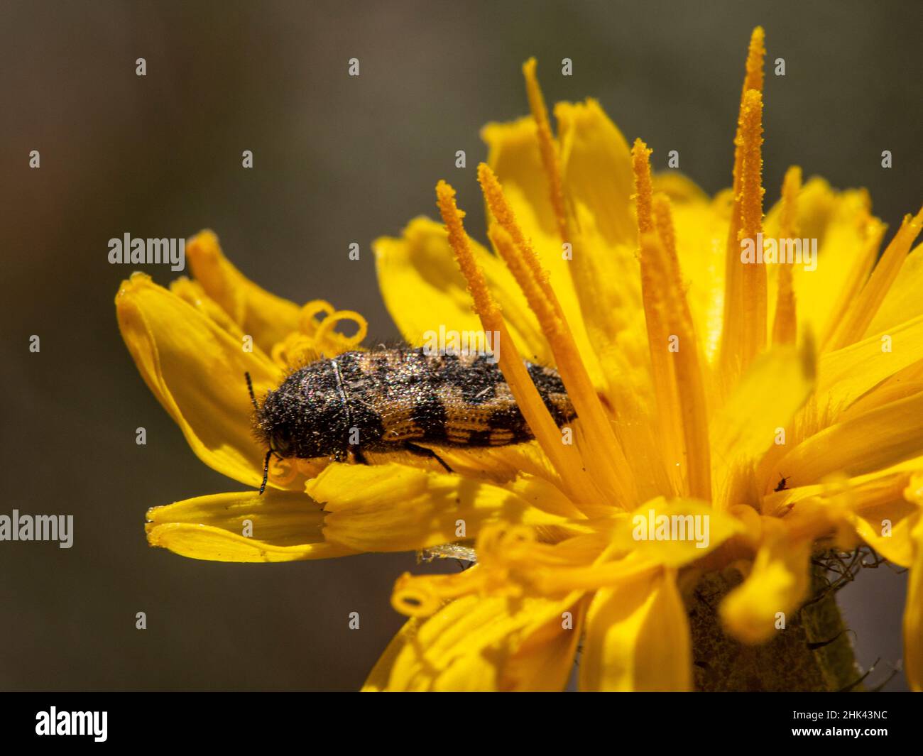 Beetle with pollen in yellow composite flower, Great Basin National ...