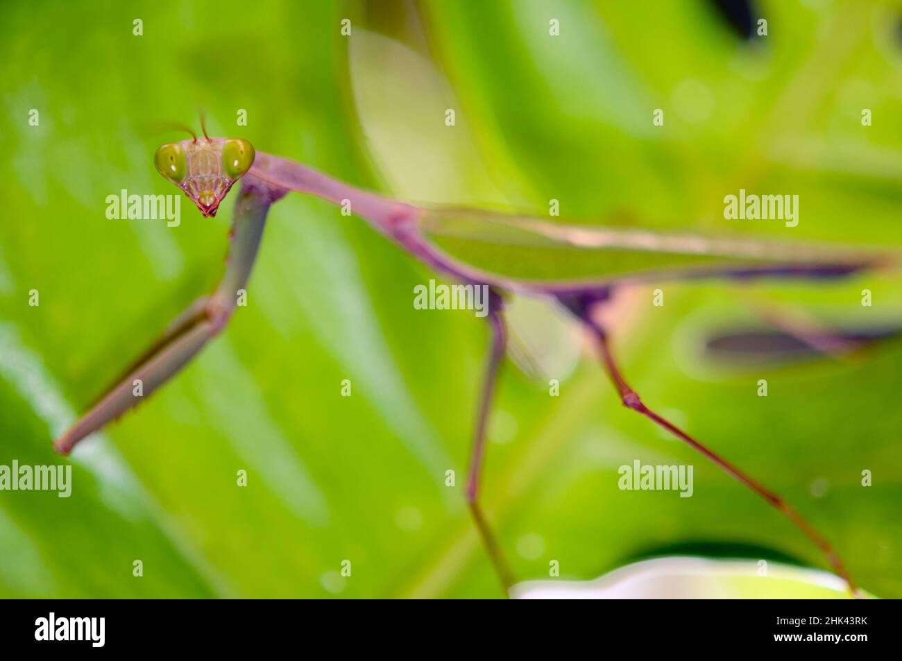 Praying Mantis, Mantodea Order, on leaf, Klungkung, Bali, Indonesia ...