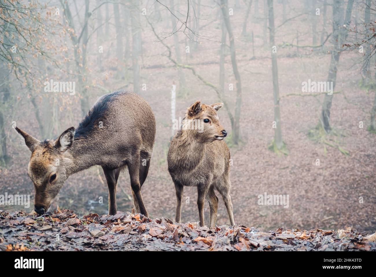 Baby Sika deer in a foggy forest Stock Photo - Alamy
