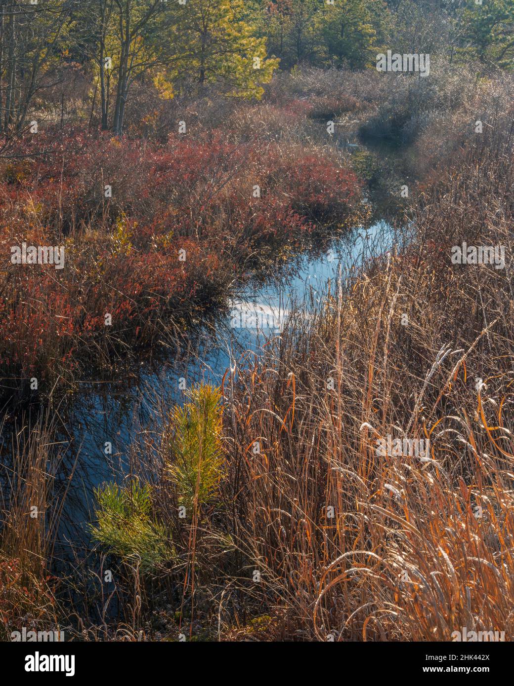 Marsh com hi-res stock photography and images - Alamy