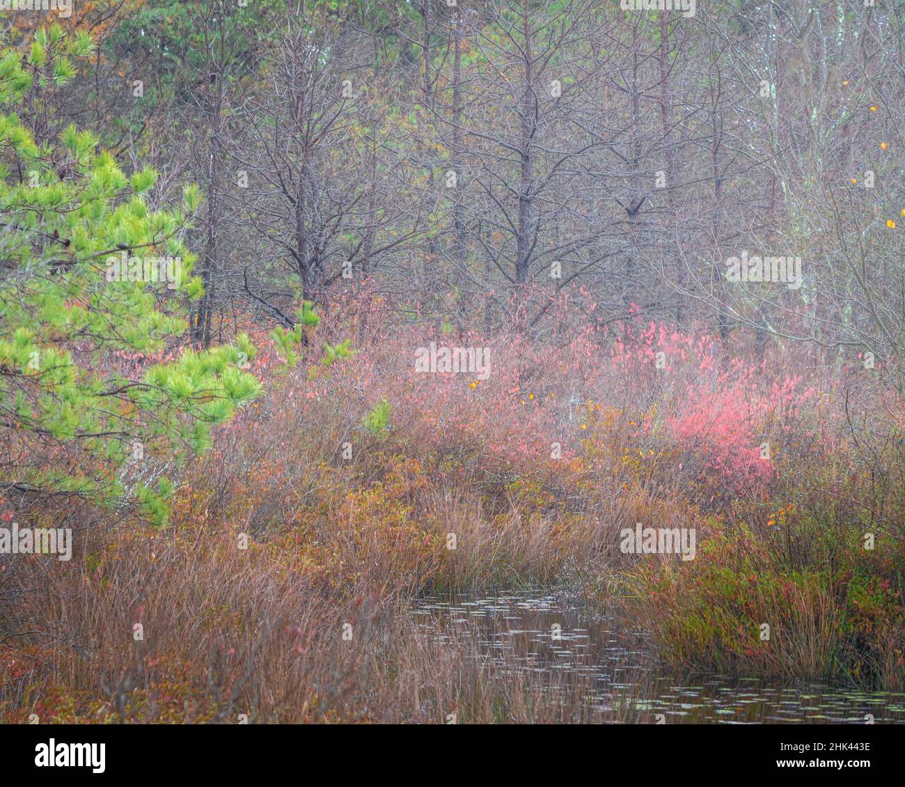 USA, New Jersey, Pine Barrens National Preserve. Pond in autumn-colored ...