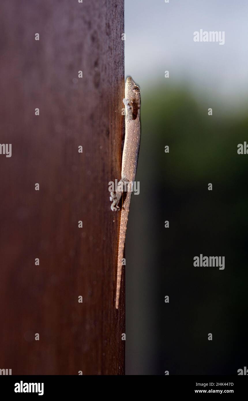 House Gecko, Hemidactylus sp, Pering, Gianyar, Bali, Indonesia Stock ...