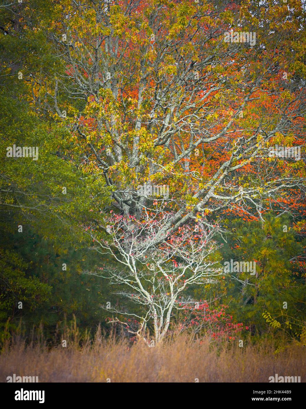 USA, New Jersey, Pine Barrens National Preserve. Autumn-colored maple ...