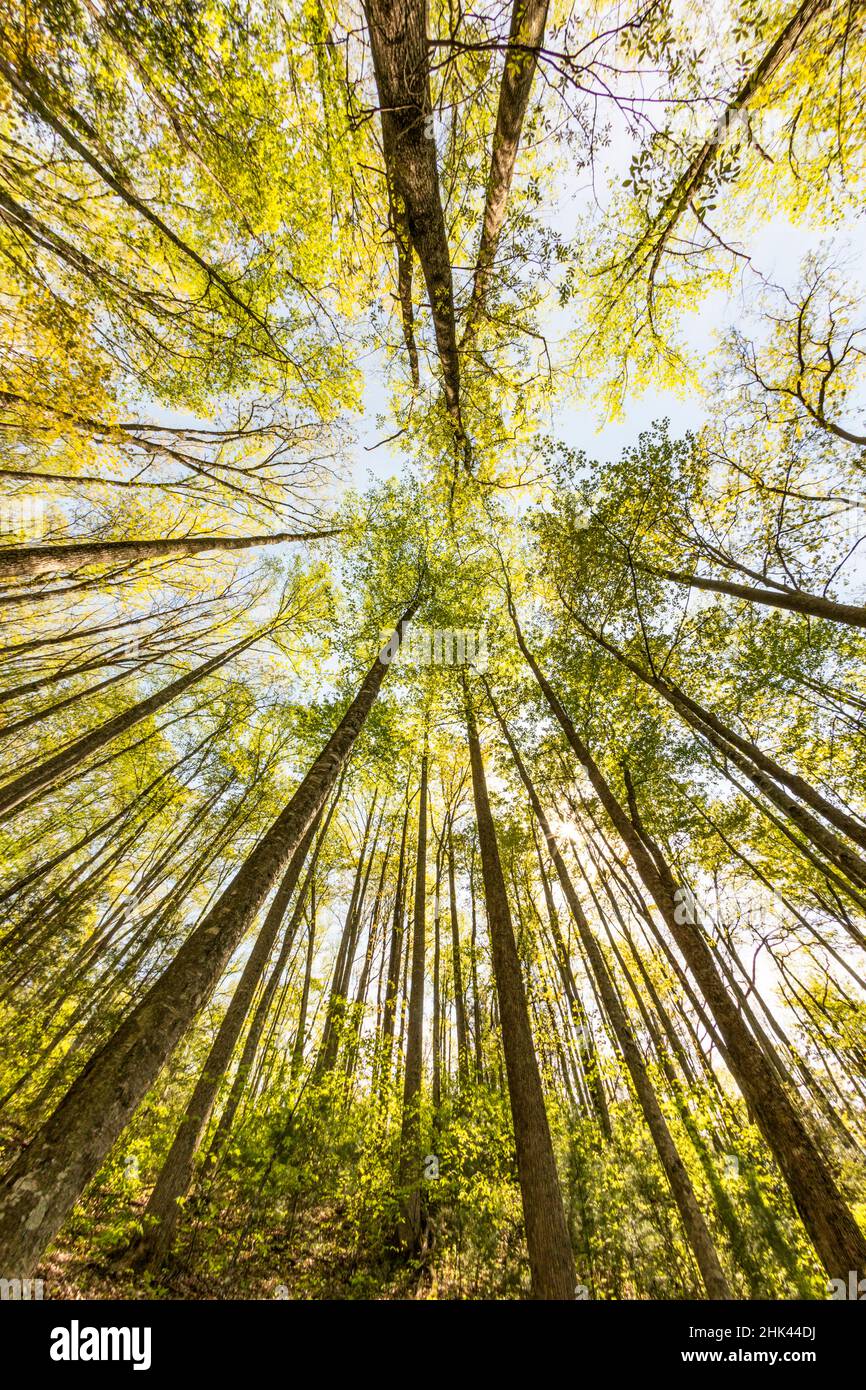 Wide angle view upward in the forest, Great Smoky Mountains, National ...