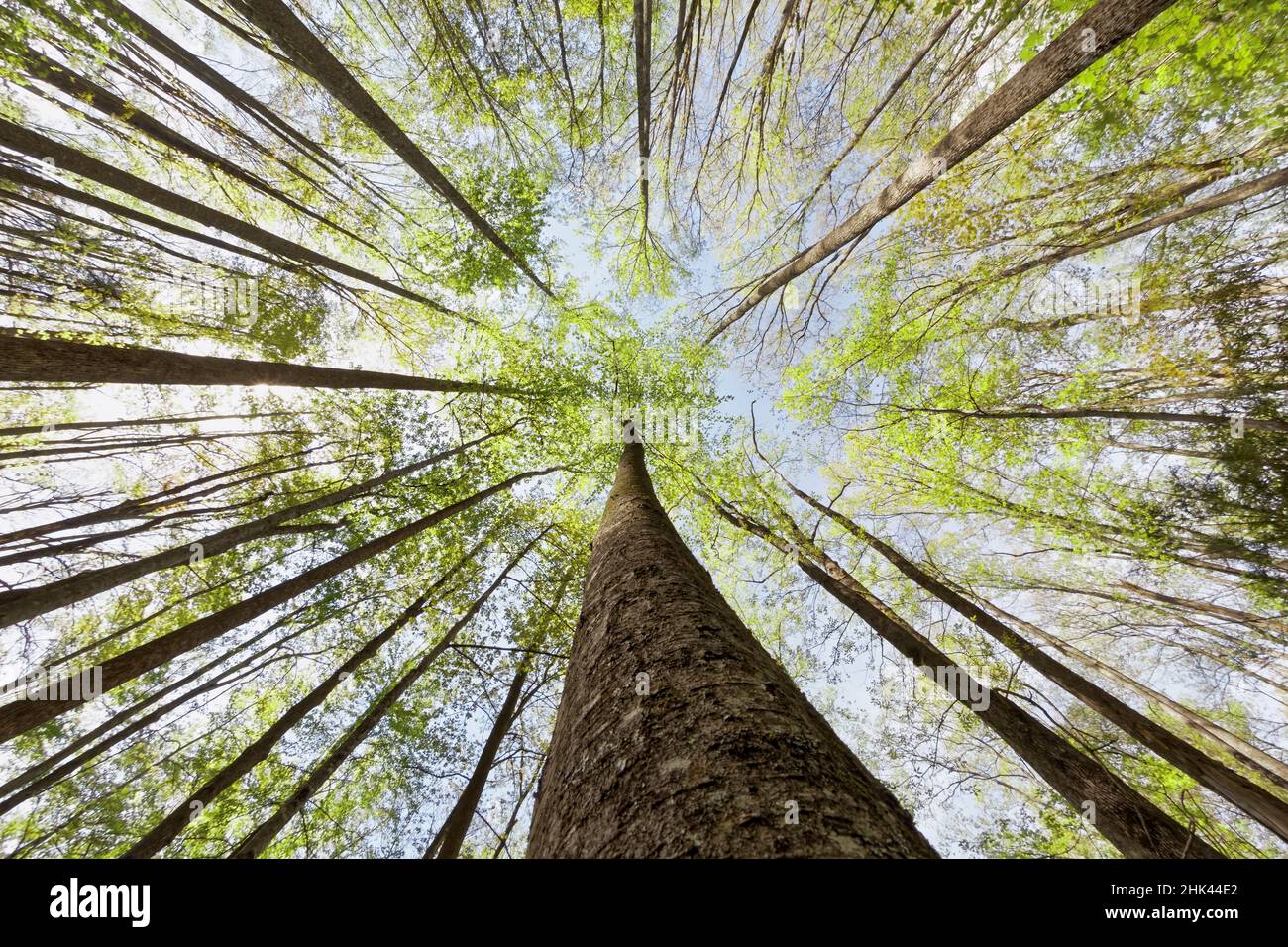 Wide angle view upward in the forest, Great Smoky Mountains, National ...