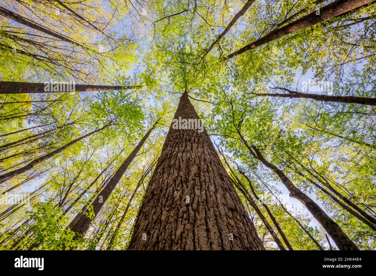 Wide angle view upward in the forest, Great Smoky Mountains, National ...