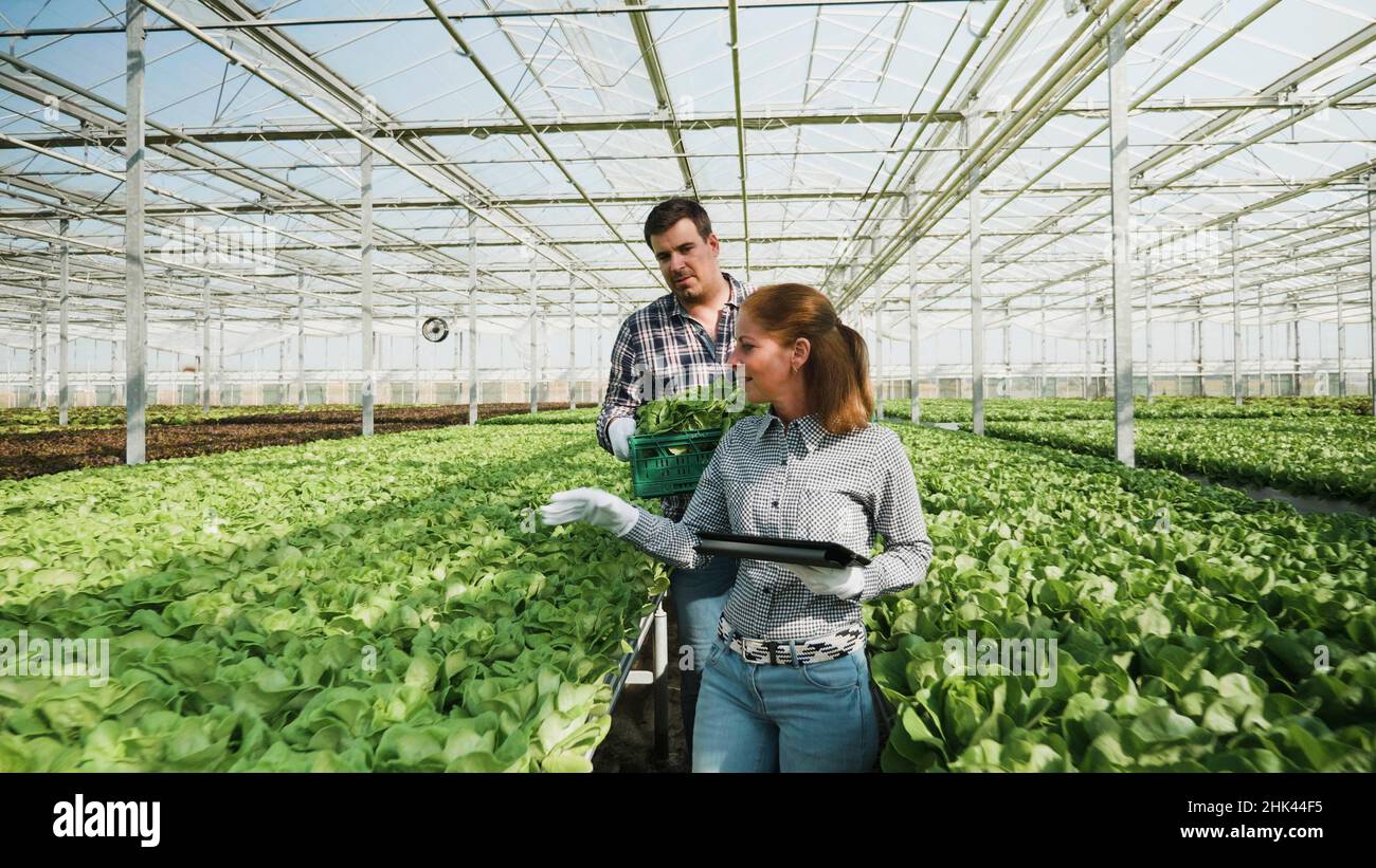 Agronomist business woman looking at organic fresh salads preparing for ...