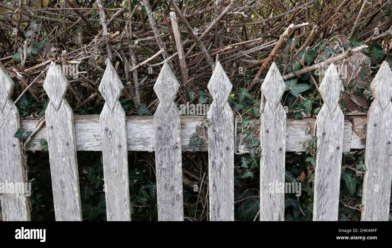 Rough old unpainted wooden fence with foliage and bushes behind Stock ...