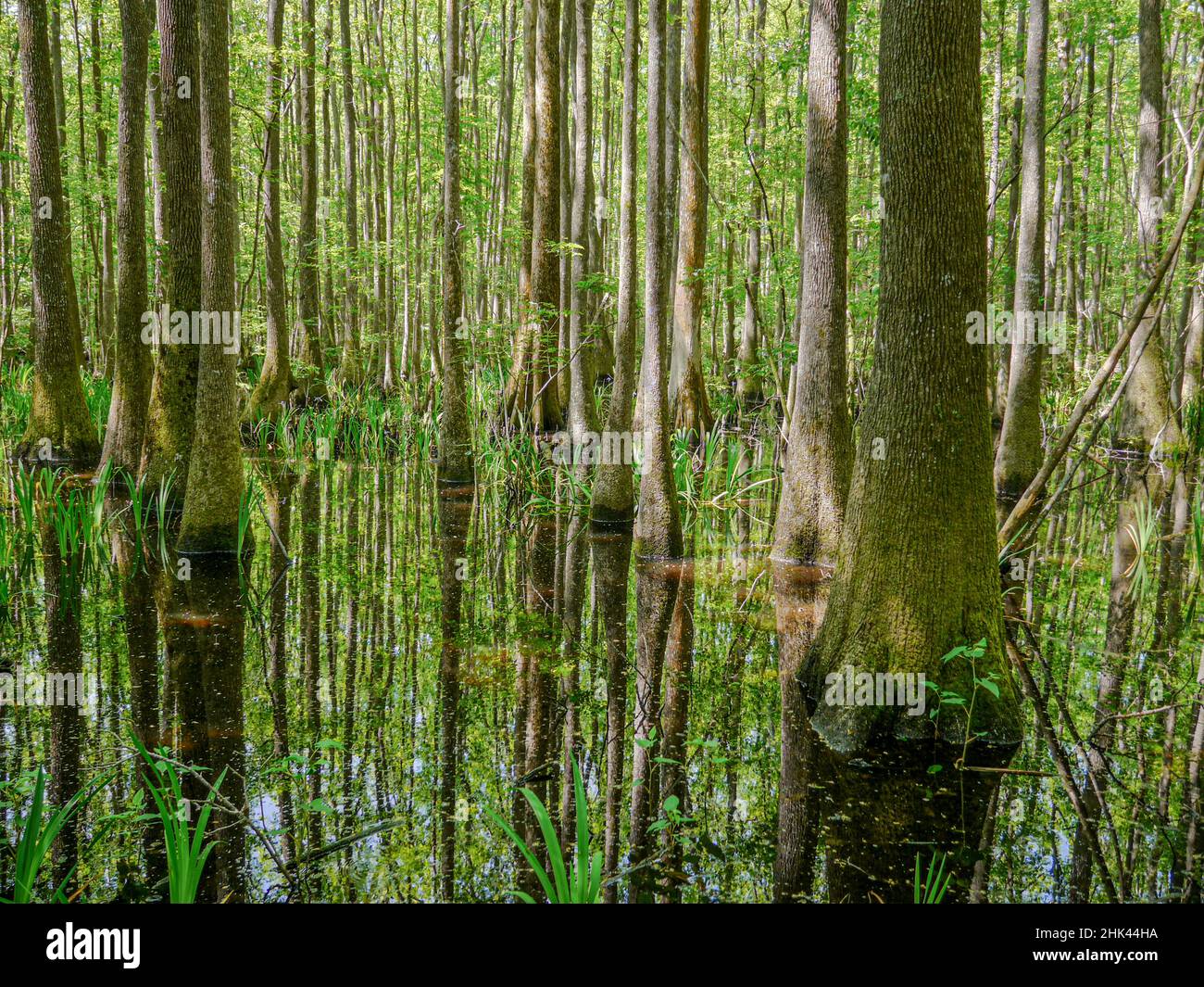 Green swamp north carolina hi-res stock photography and images - Alamy