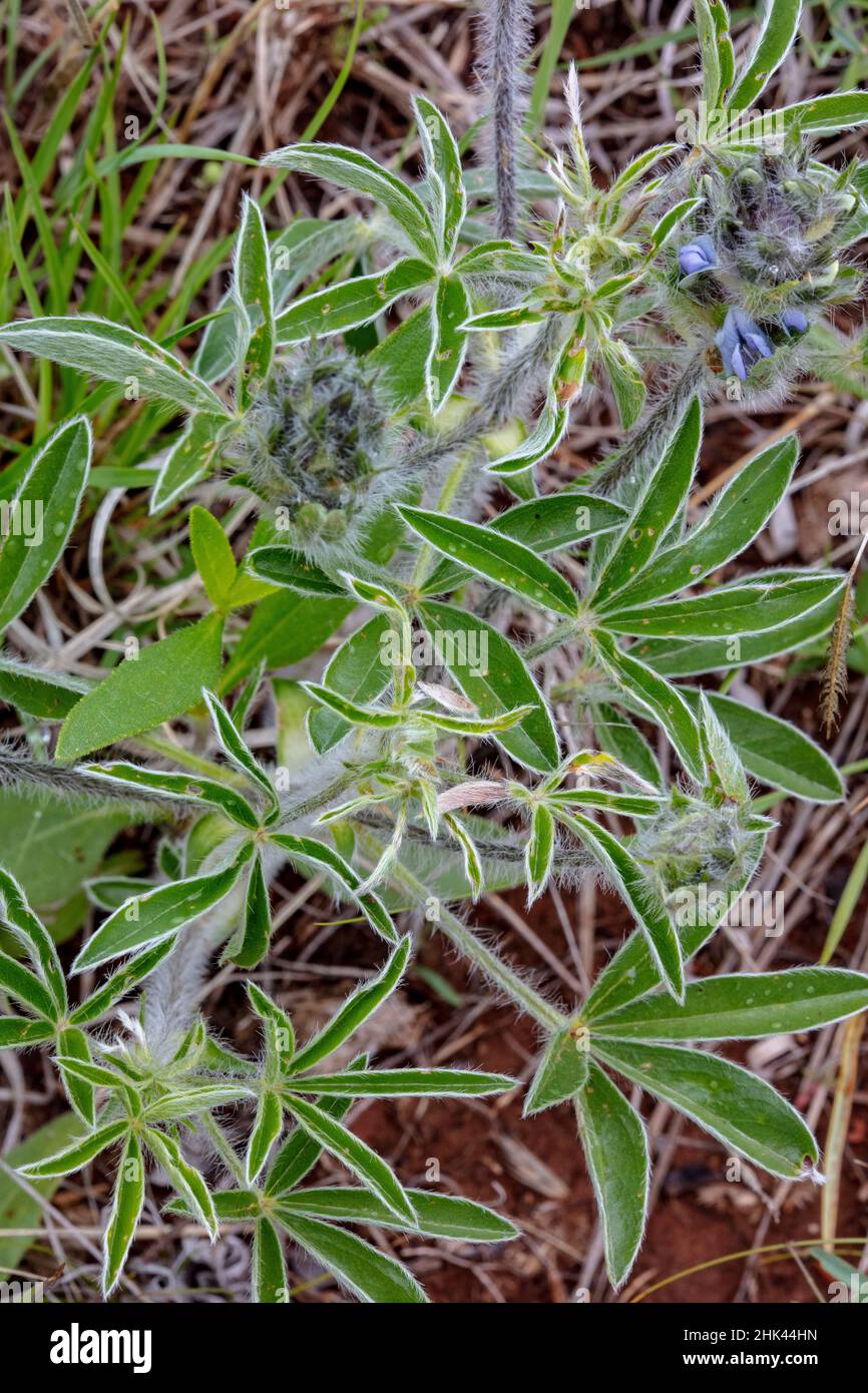Indian Breadroot in Theodore Roosevelt National Park, North Dakota, USA ...