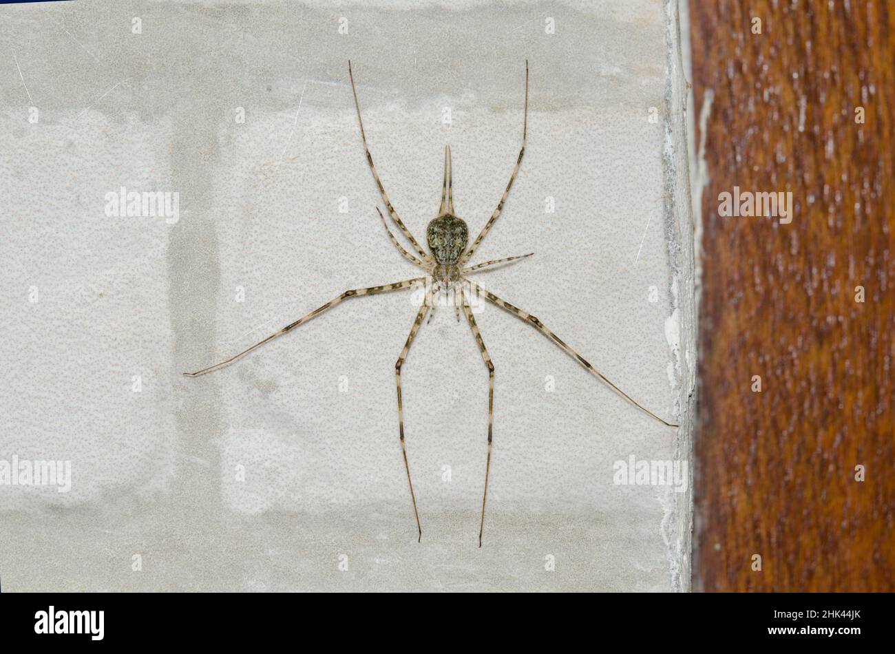 Tree Trunk Spider, Hersiliidae Family, camouflaged on wall, Pering ...