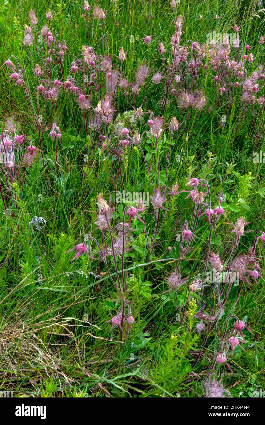 Prairie smoke hi-res stock photography and images - Alamy