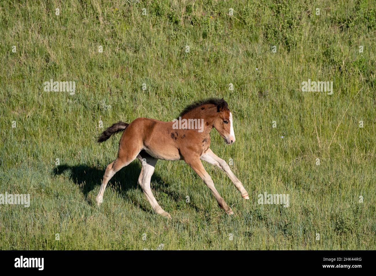 Frisky colt wild horses in Theodore Roosevelt National Park, North ...