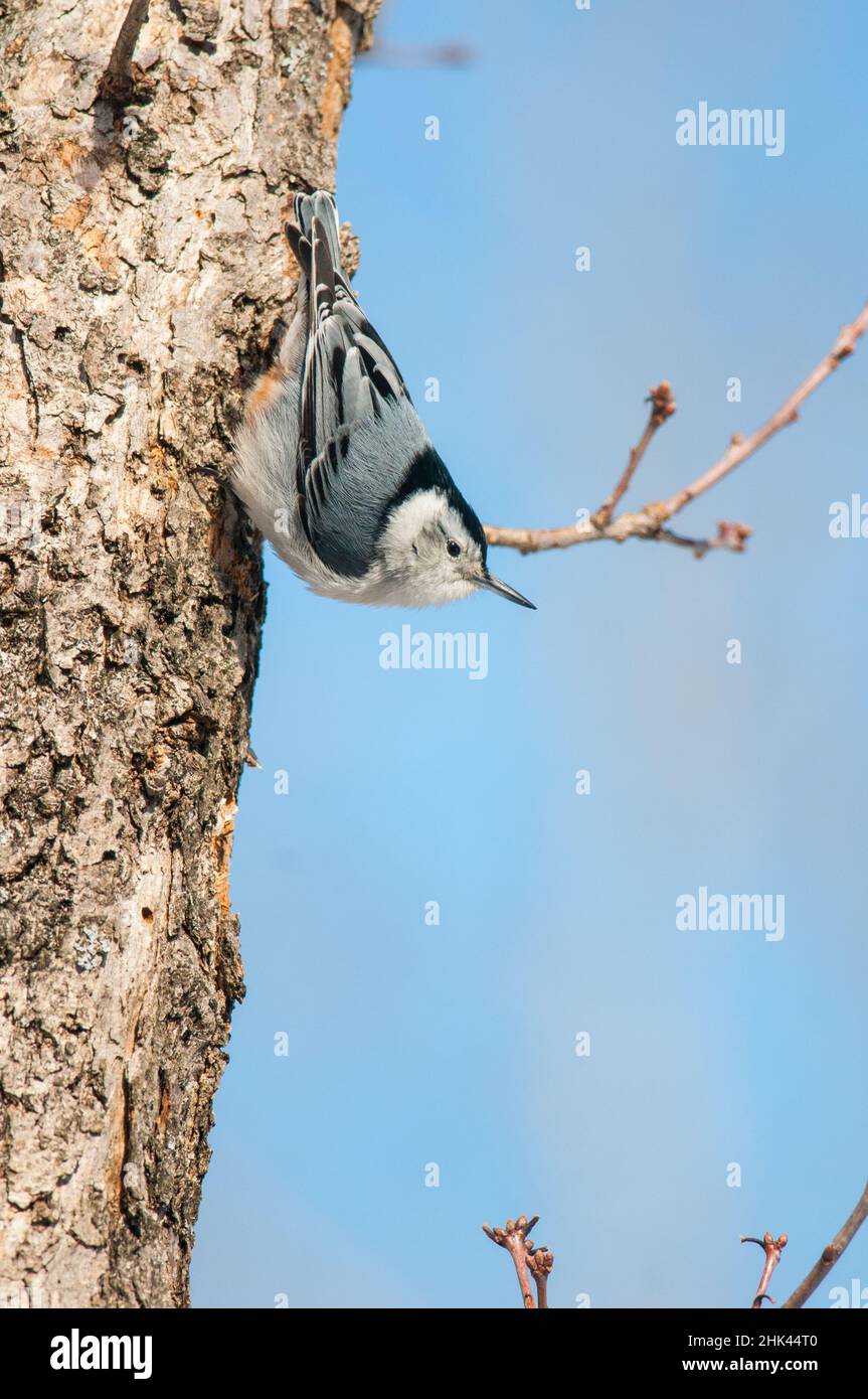 White-Breasted Nuthatch creeping down the trunk of a tree in New York ...