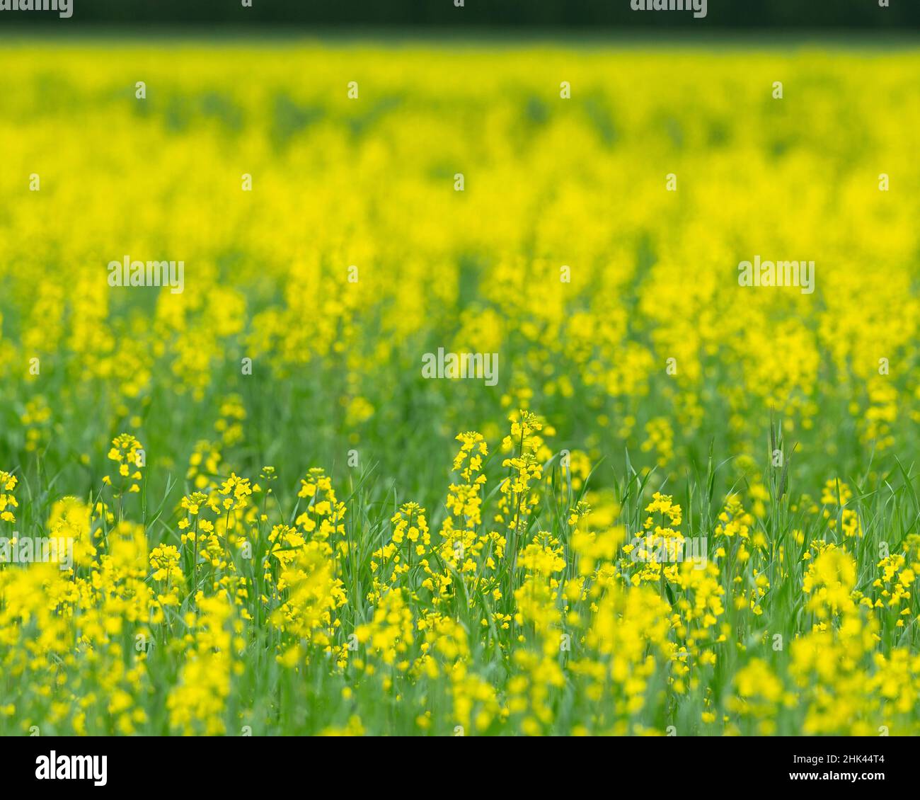 Mustard fields, Ohio Stock Photo - Alamy