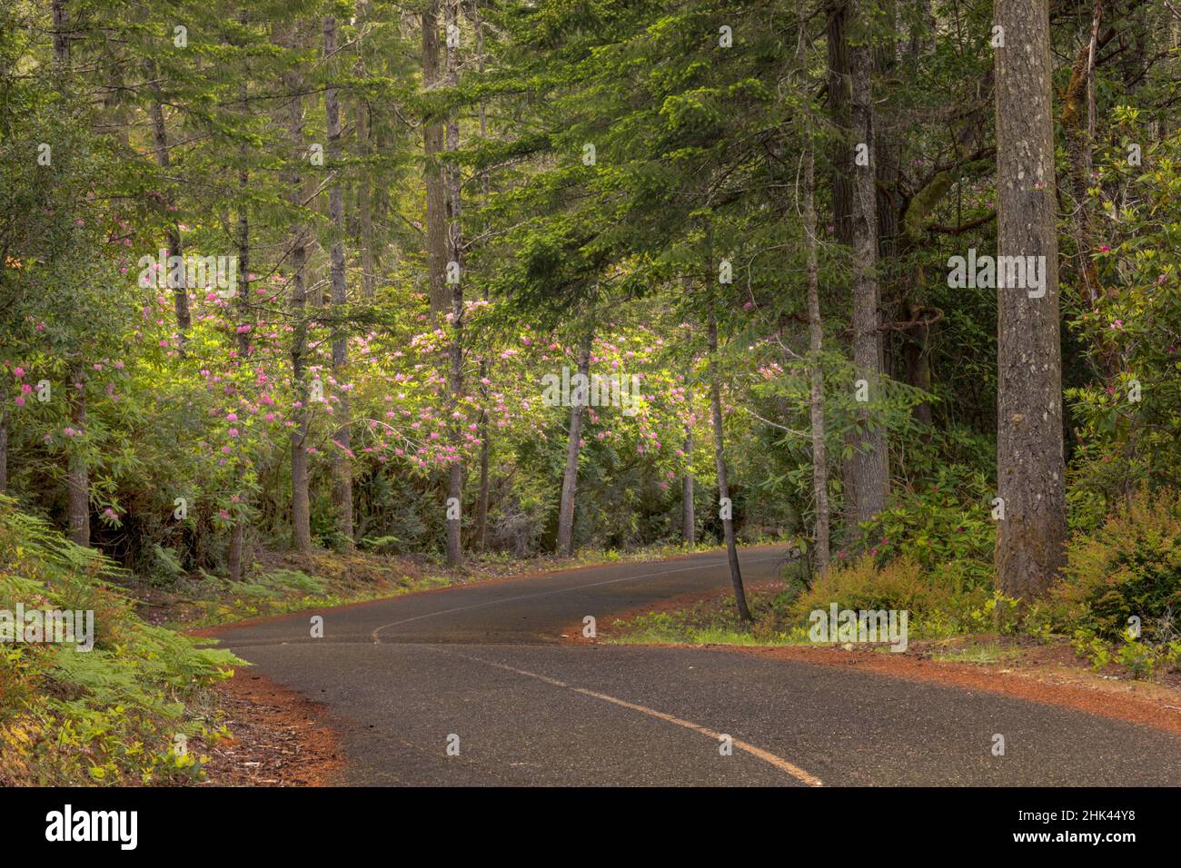 Roadway through rhododendron, Siuslaw National Forest, Oregon Stock ...