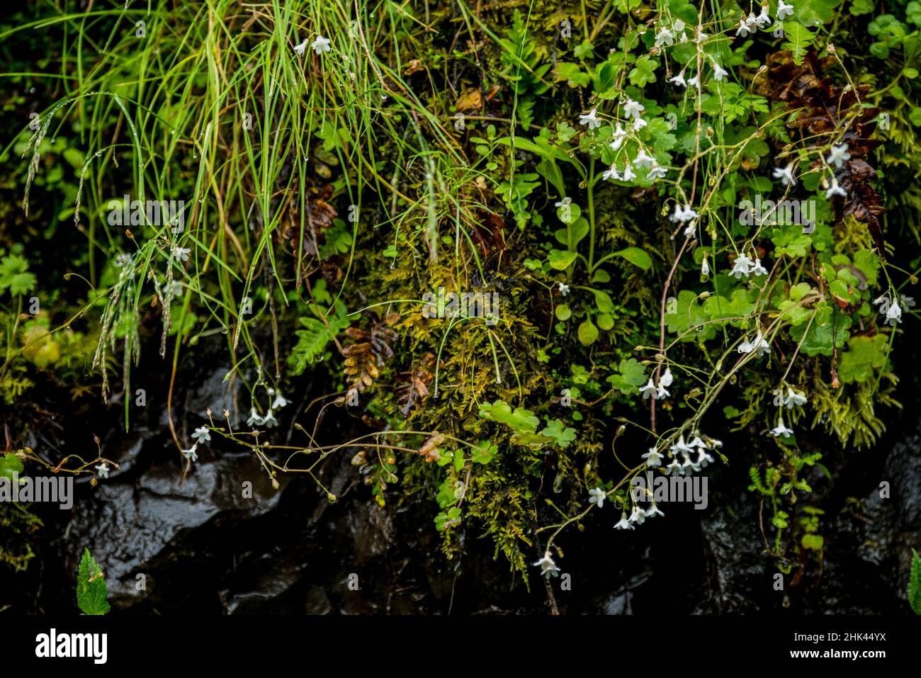 Cliff with vegetation hi-res stock photography and images - Alamy