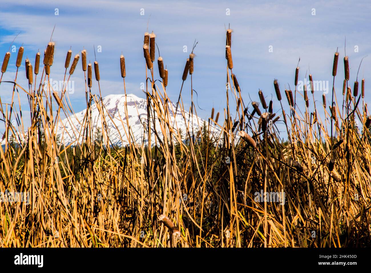 USA, Oregon. Lava Lake, cattails in foreground, Broken Top Mountain in ...