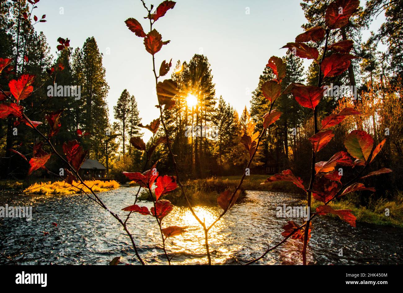 USA, Oregon. Camp Sherman, starburst through ponderosa pines at ...