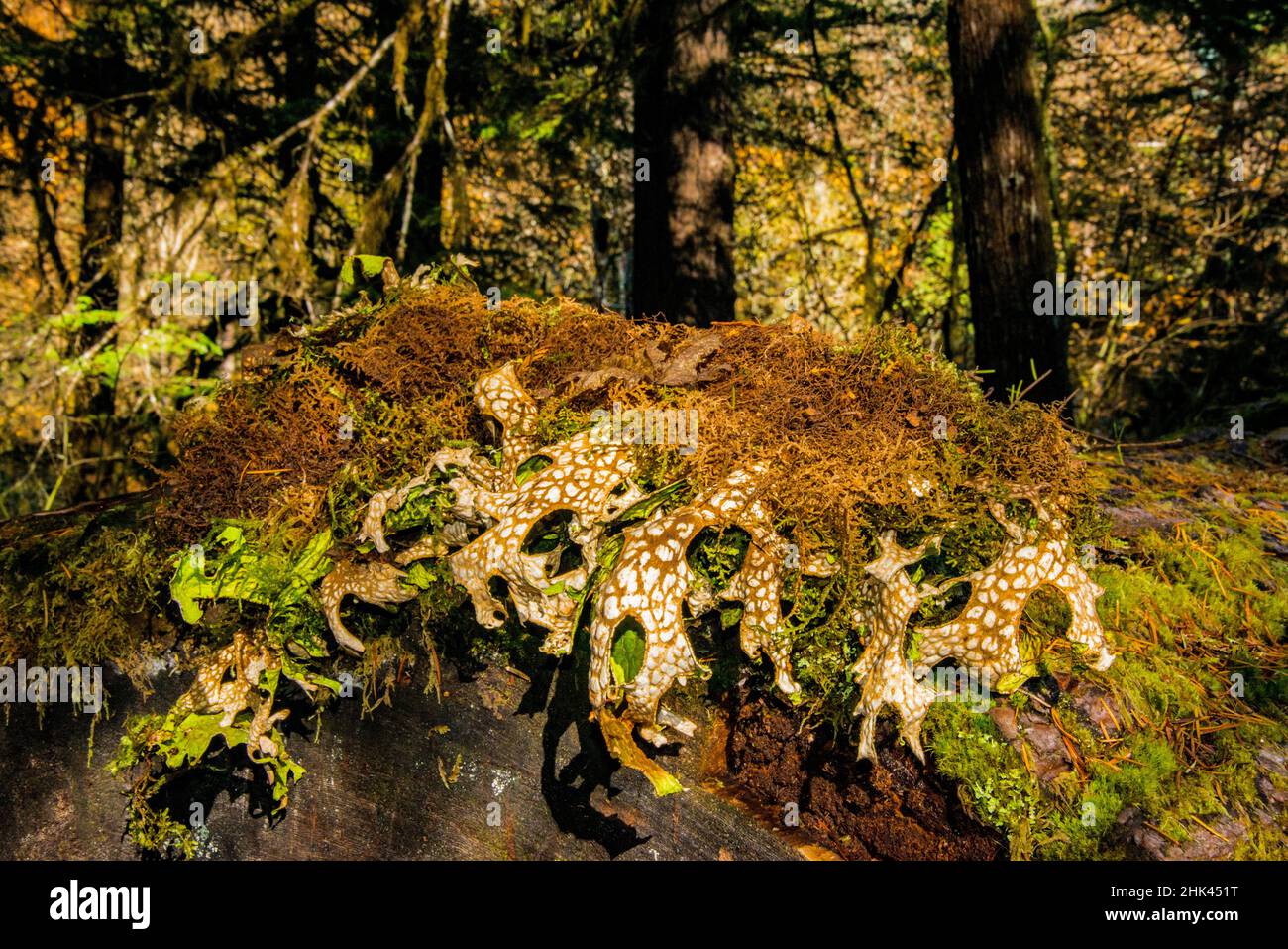 USA, Oregon. Willamette National Forest, moss, lichen and ferns growing ...