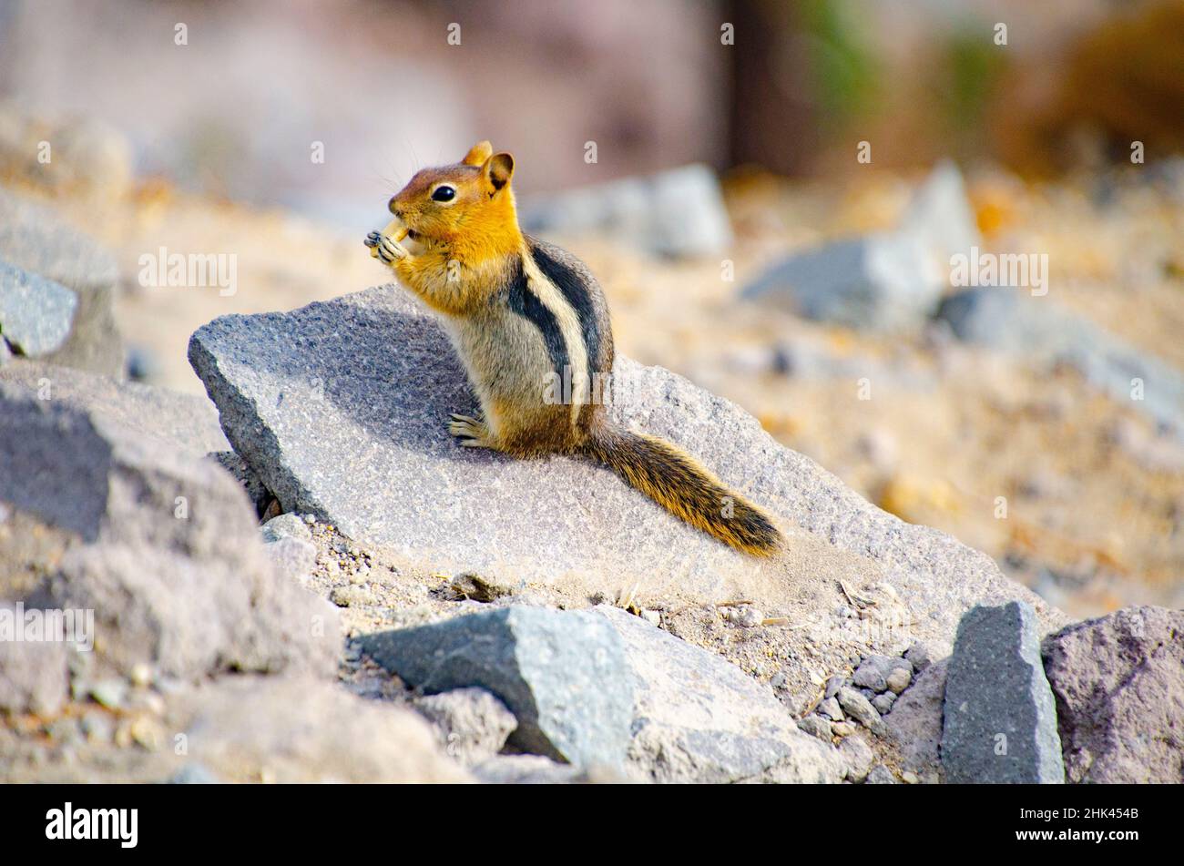 USA, Oregon, Crater Lake National Park, Golden mantle ground squirrel ...