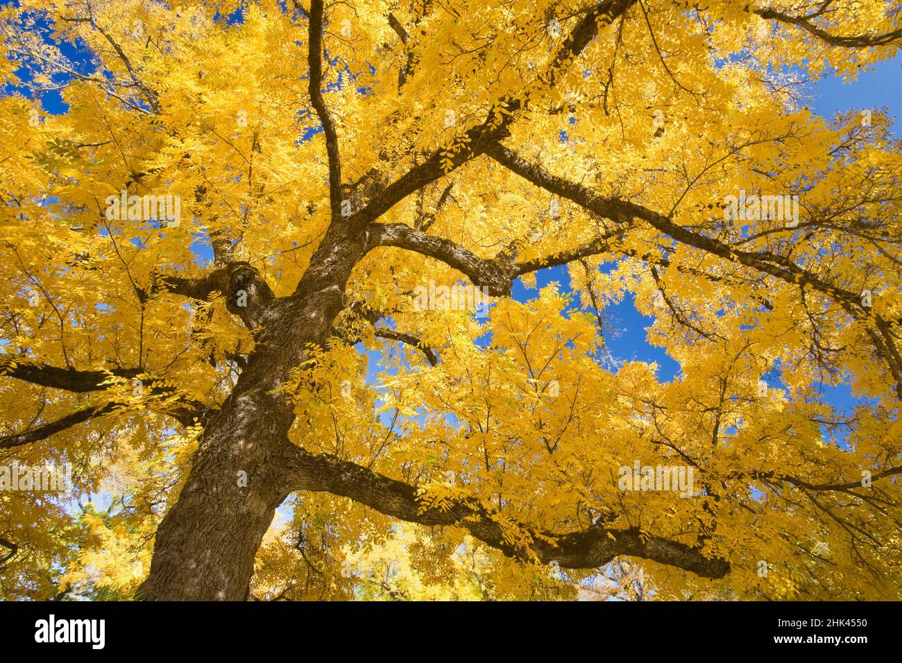 USA, Oregon, Joseph H. Stewart State Park. Walnut tree in autumn color ...