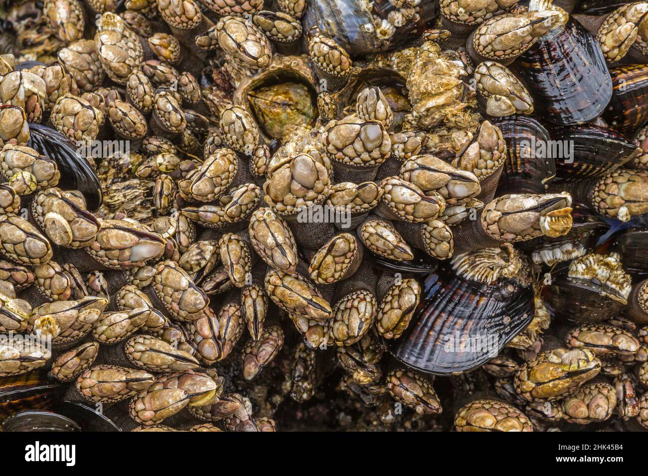 USA, Oregon, Bandon Beach, mussels and gooseneck barnacles Stock Photo ...