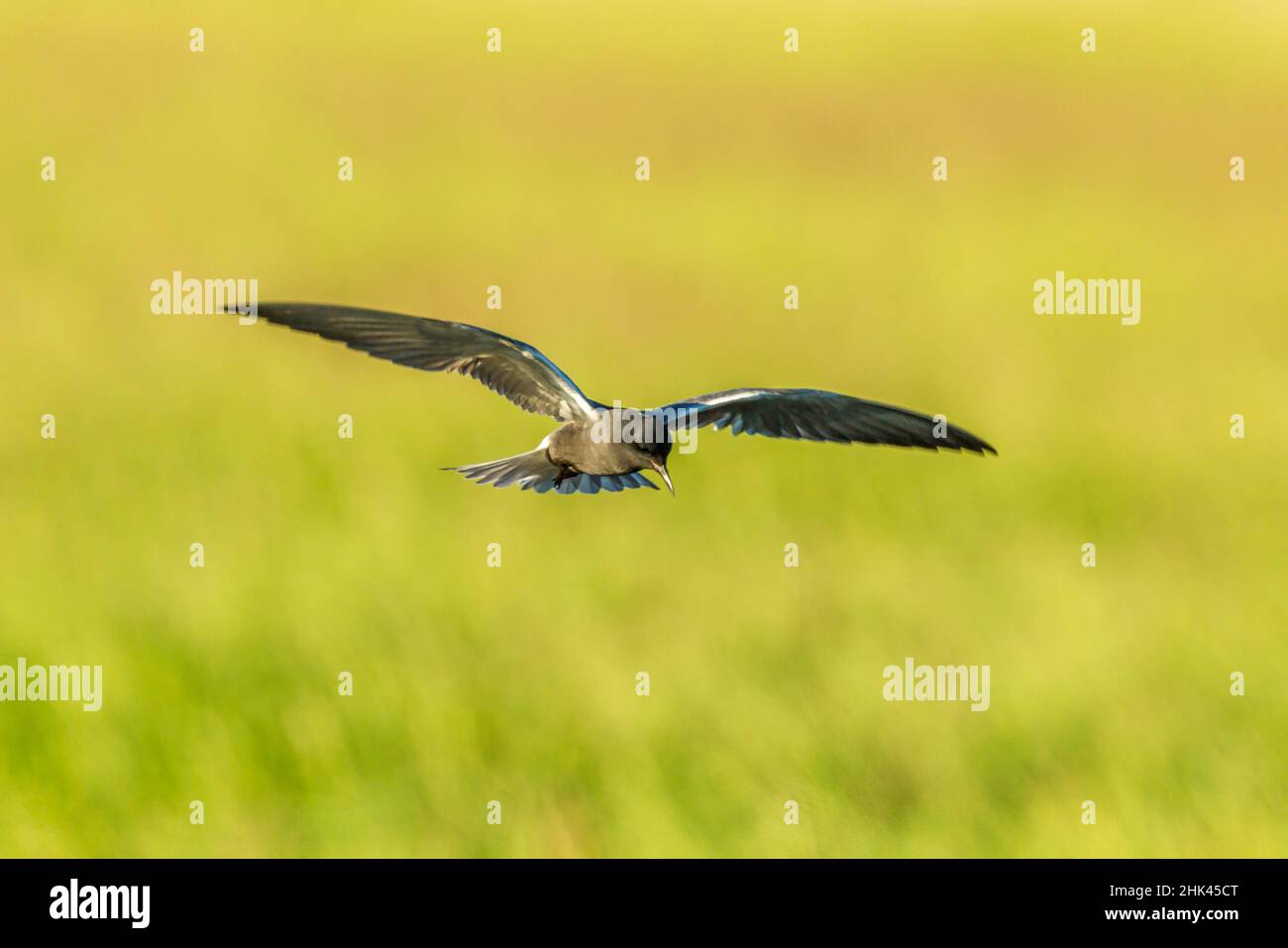 USA, Oregon, Harney County, black tern in flight Stock Photo - Alamy