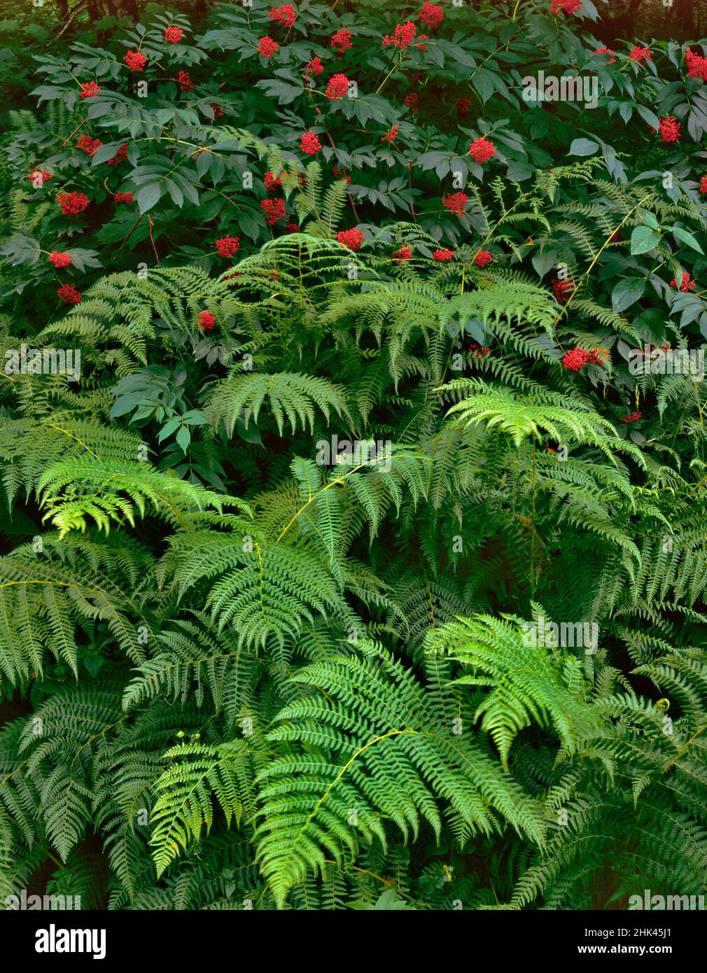 USA, Oregon, Mt. Hood National Forest. Lady ferns and red elderberry ...
