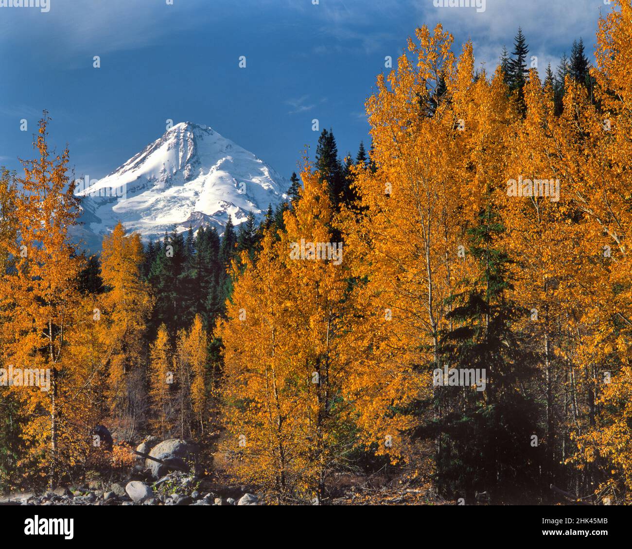 USA, Oregon, Mt. Hood National Forest. Mt. Hood and cottonwood trees ...