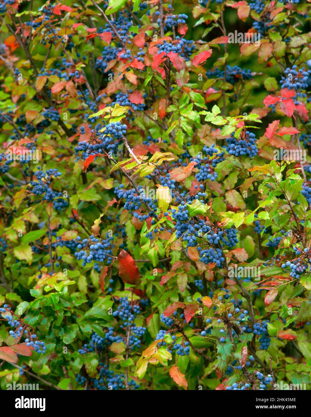 USA, Oregon, Mt. Hood National Forest. Grape plant and berries Stock ...