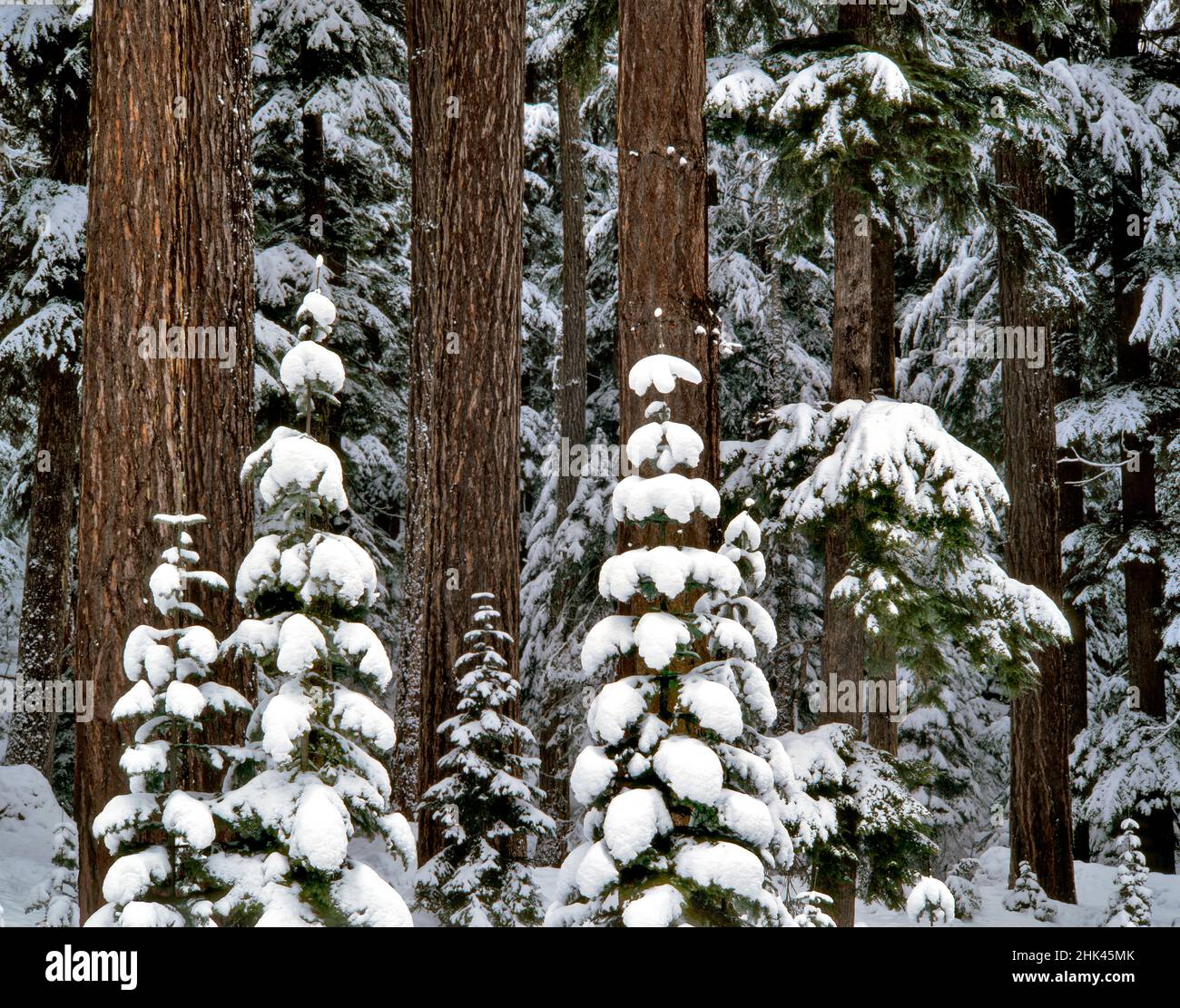 Mt hood national forest snow hi-res stock photography and images - Alamy
