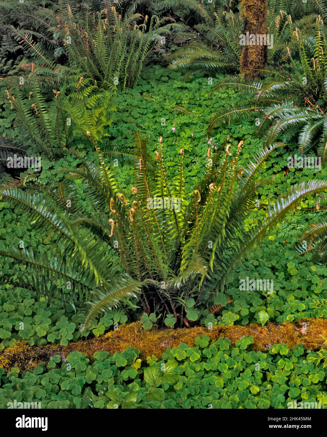 USA, Oregon, Mt. Hood National Forest. Wood sorrel and sword ferns ...