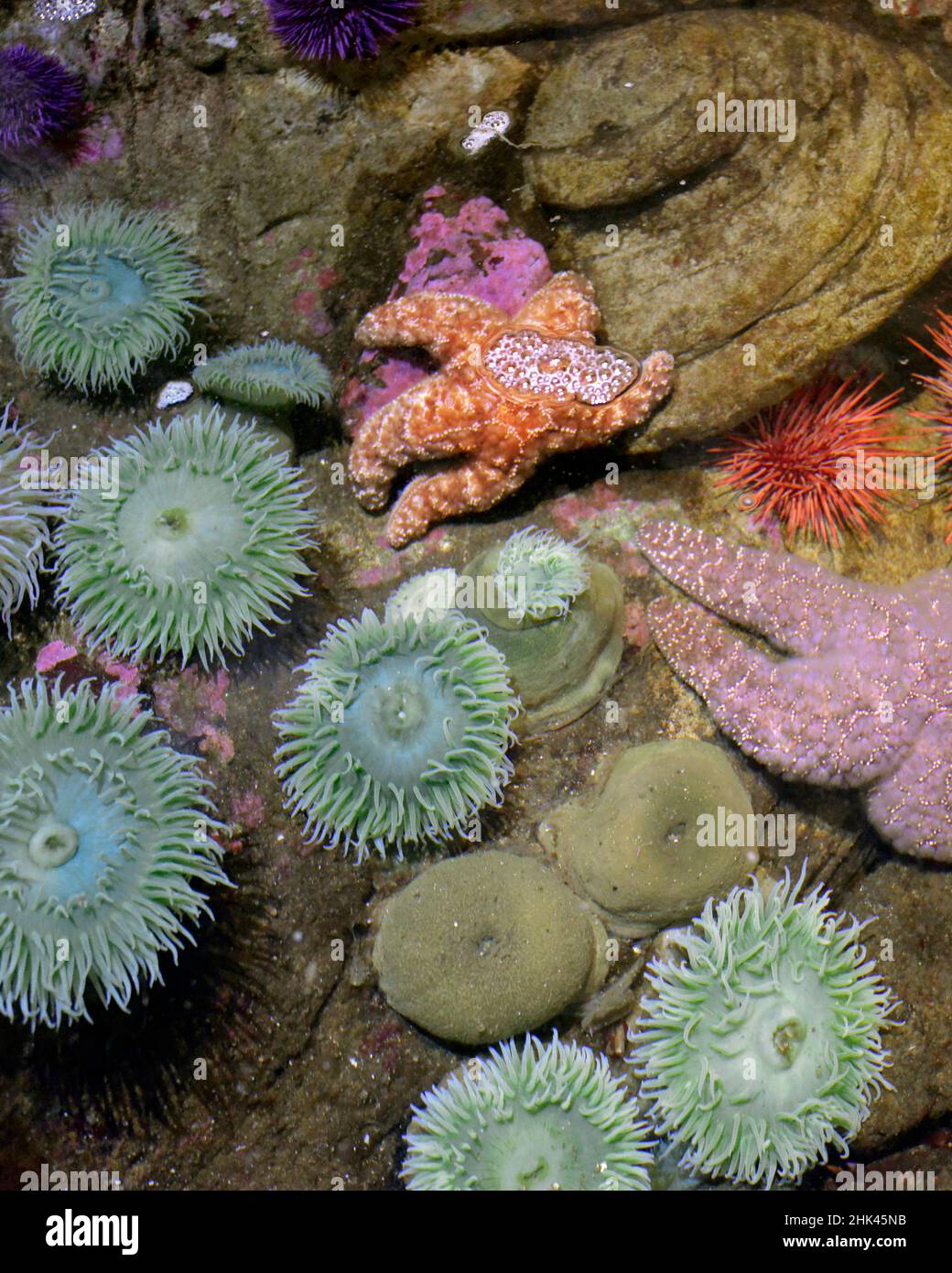 USA, Oregon, Oregon Coast Aquarium. Sea stars and anemones in aquarium ...