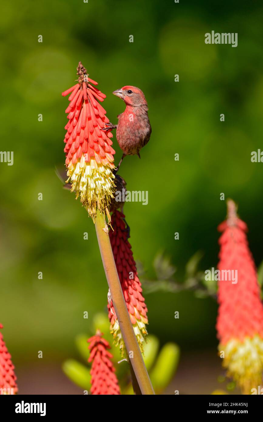 Oregon finch hi-res stock photography and images - Alamy