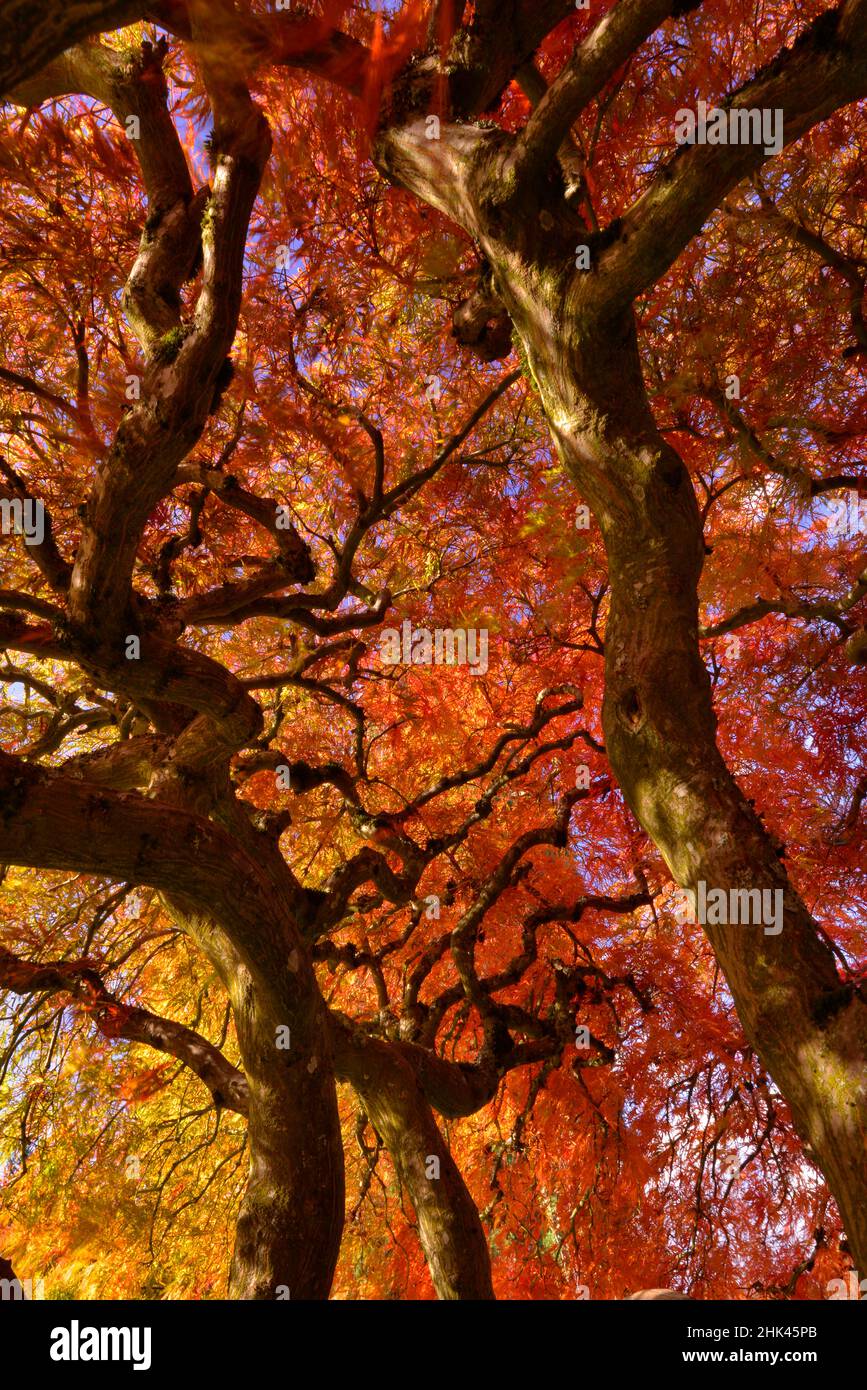 USA, Oregon, Portland. Laceleaf Japanese maple tree Stock Photo - Alamy
