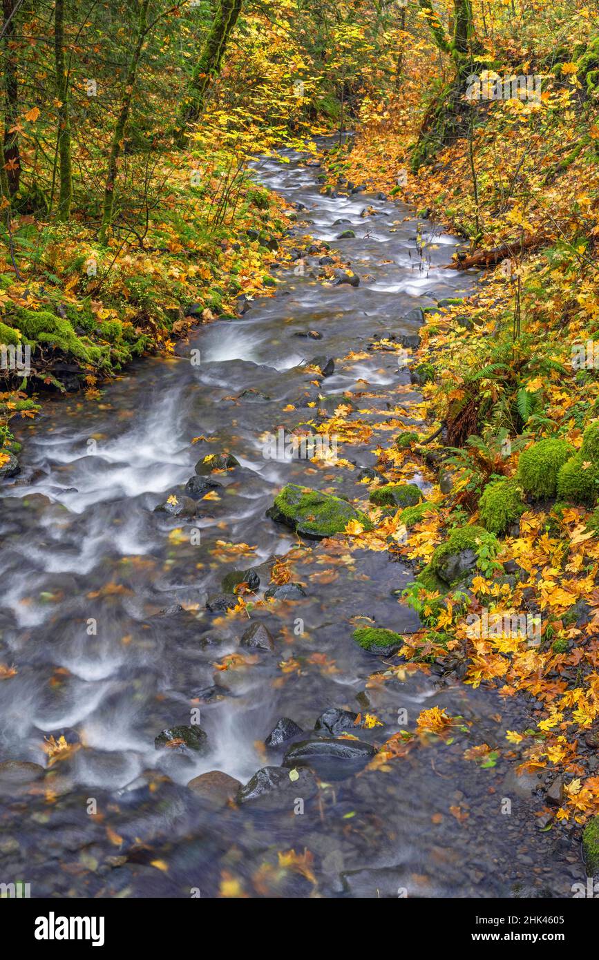 USA, Oregon. Columbia River Gorge National Scenic Area, Fallen leaves ...