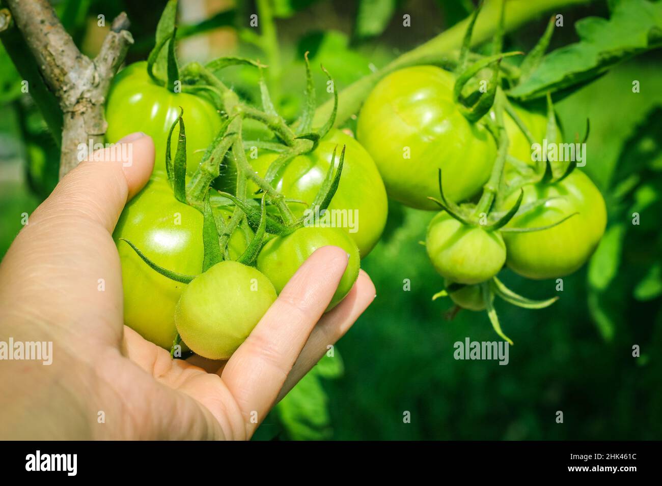A hand picking tomato from garden. Autumn, food Stock Photo - Alamy