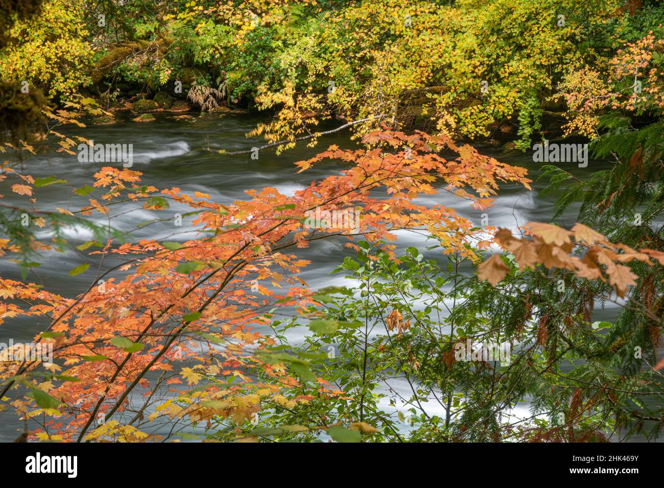Fall color on vine maple on the McKenzie National Wild and Scenic River ...