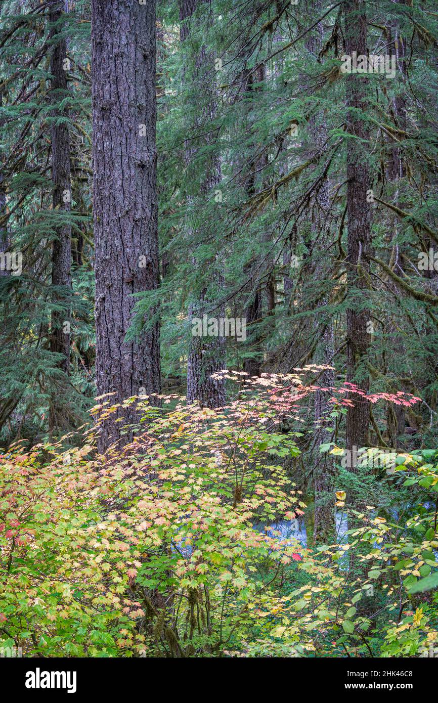 Fall color on vine maple on the McKenzie National Wild and Scenic River ...