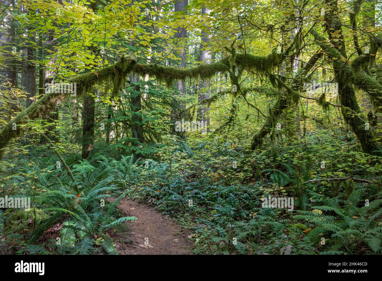 Moss laden trees along McKenzie River trail, Cascade Mountains, Oregon ...