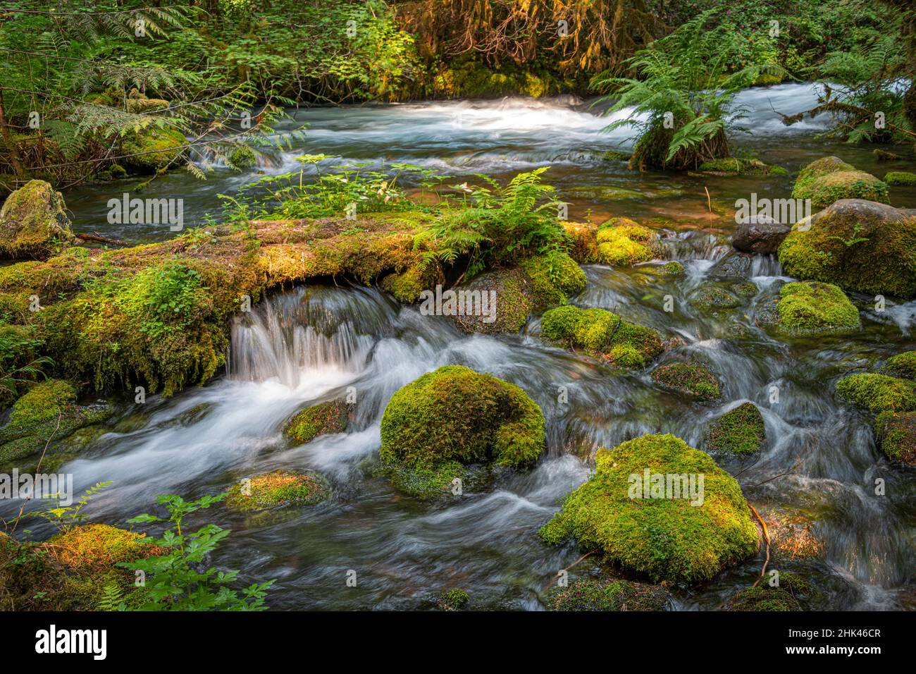 Small waterfall cascades over mossy rocks and logs in Olallie Creek ...