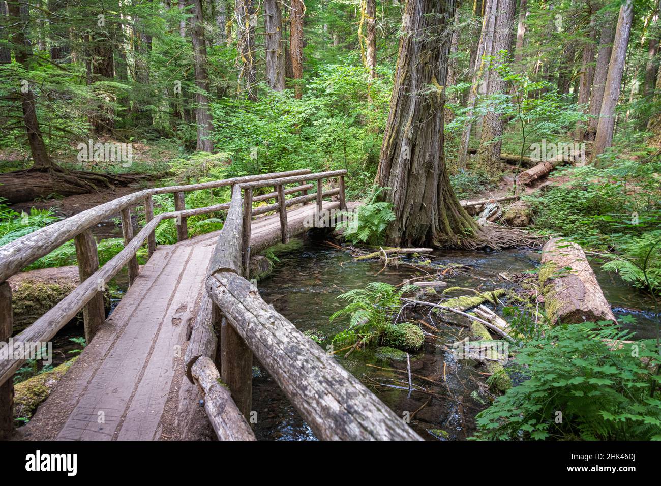 Log bridge over a small creek on McKenzie River Trail, Cascade ...