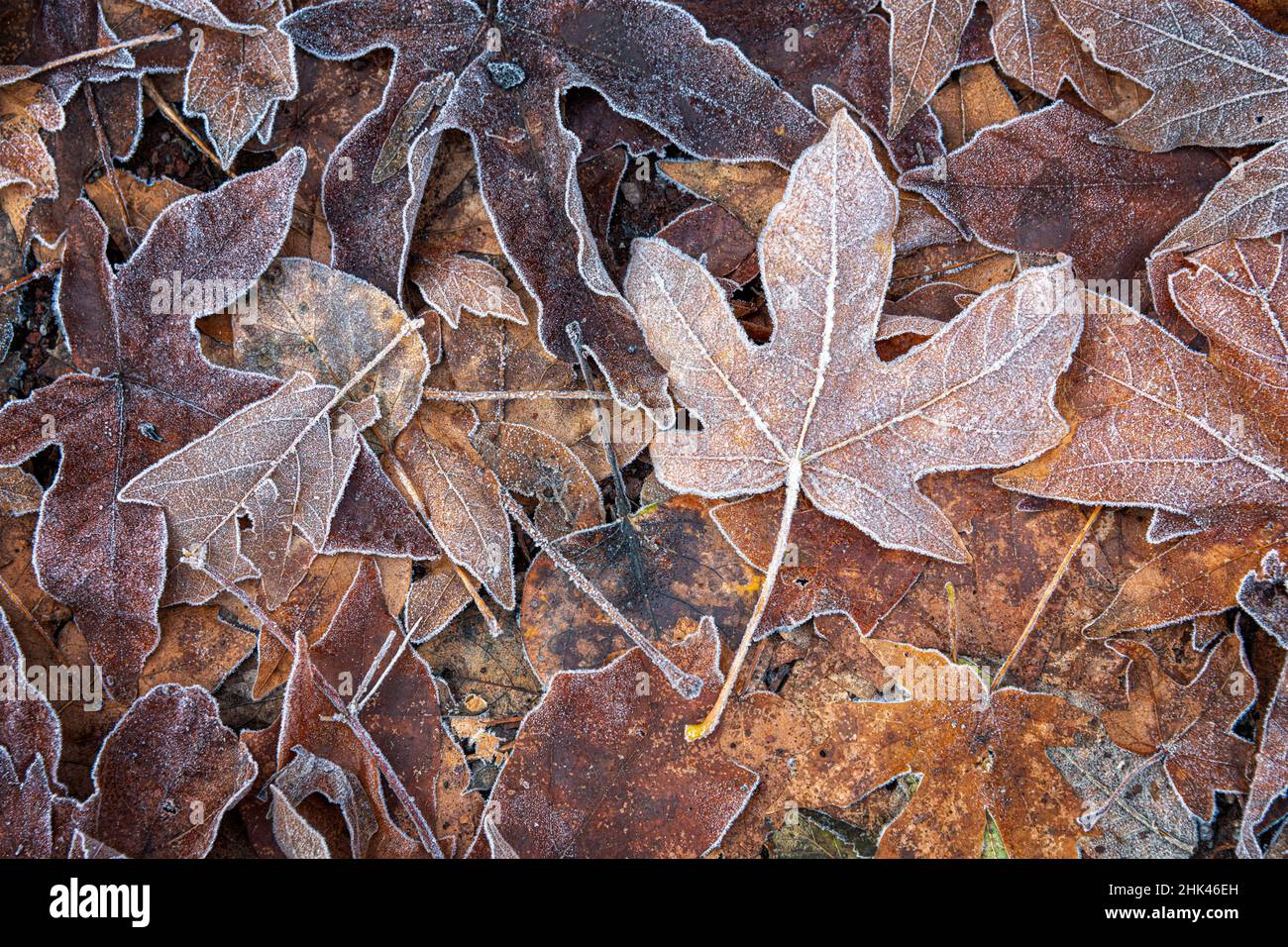 Frost-covered maple leaves on ground near McKenzie River, Willamette ...